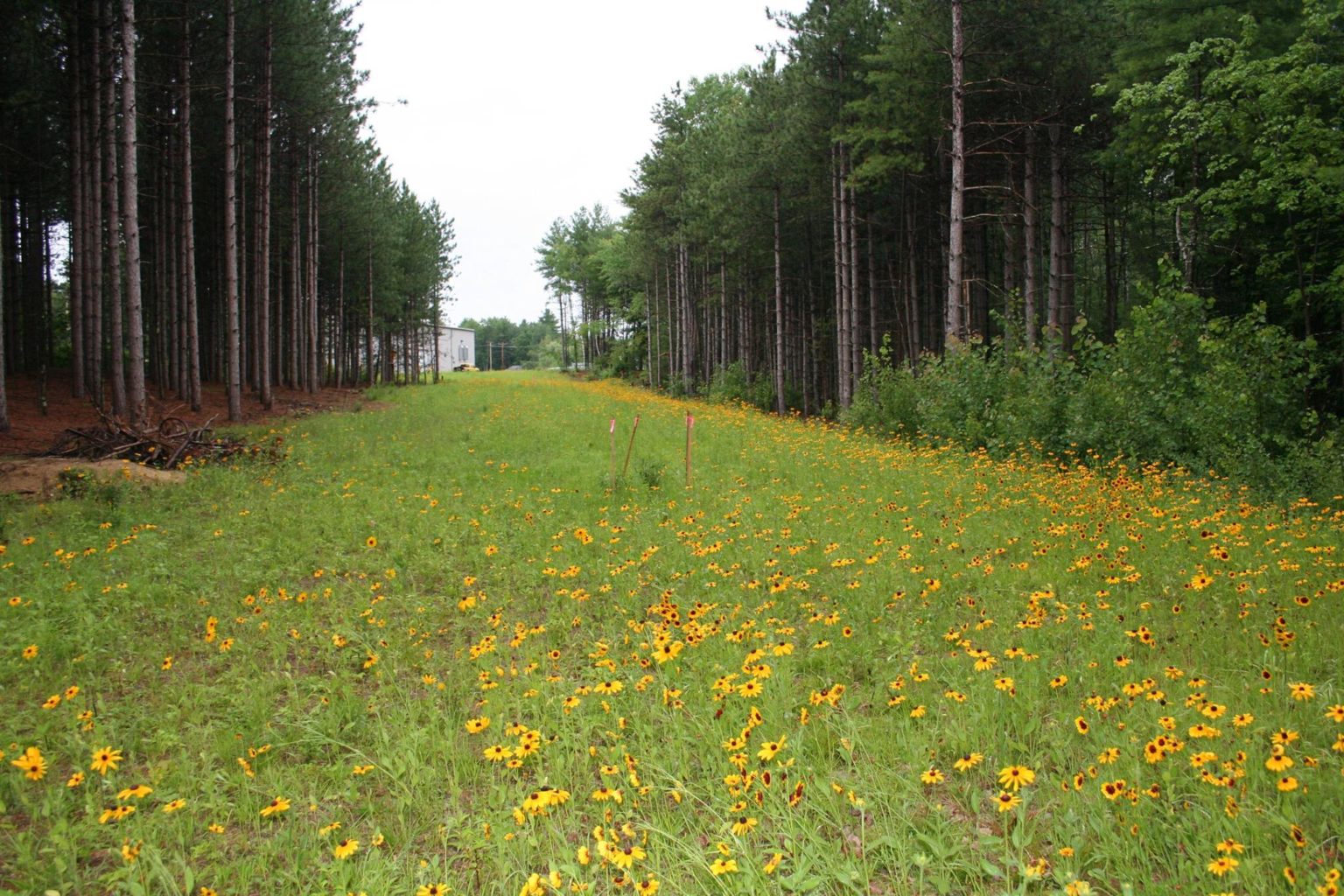 Juncture of Three Wildlife Corridors at Beede Site