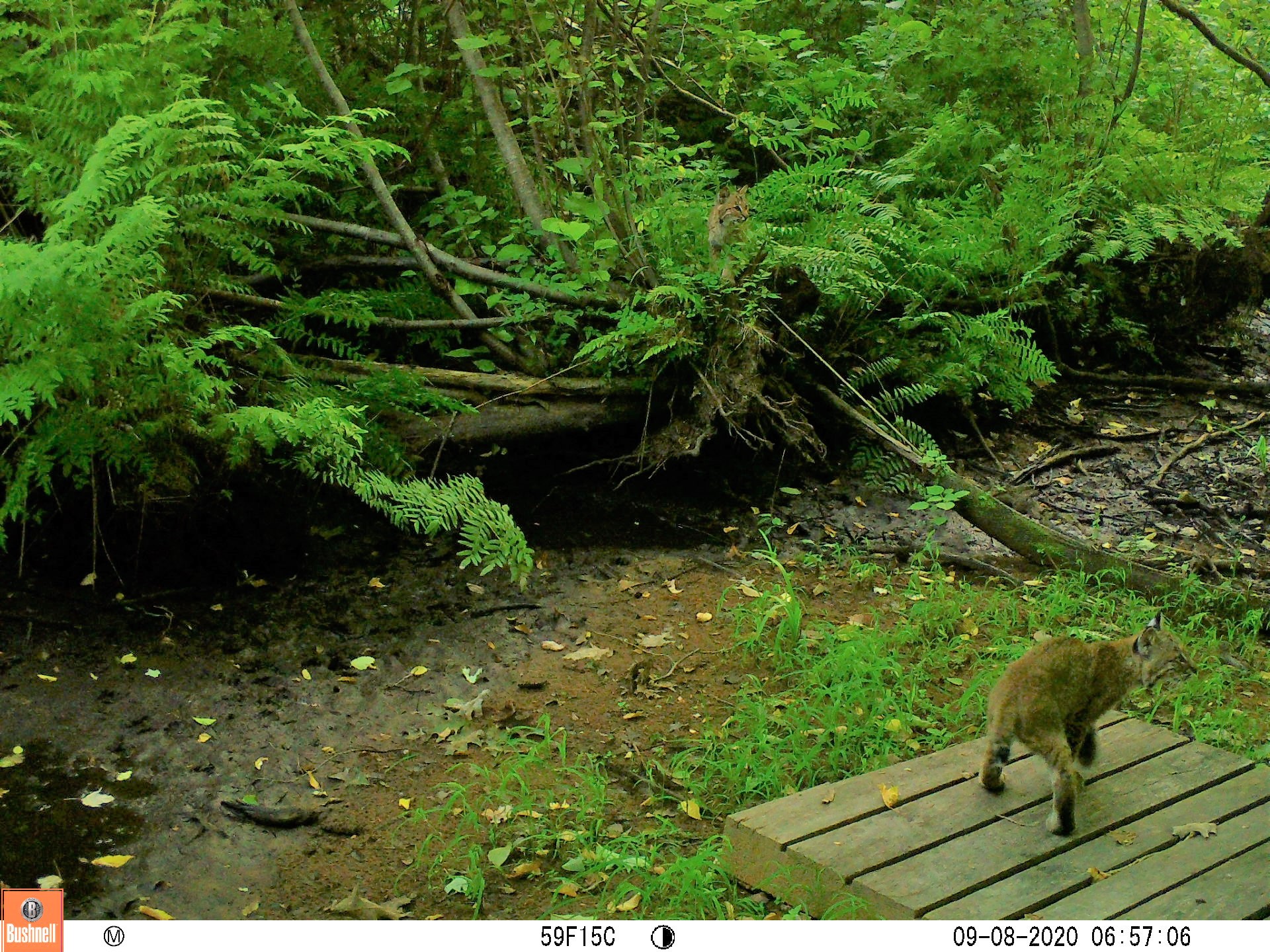 Meet Our Bobcat Family - Beede Site Group